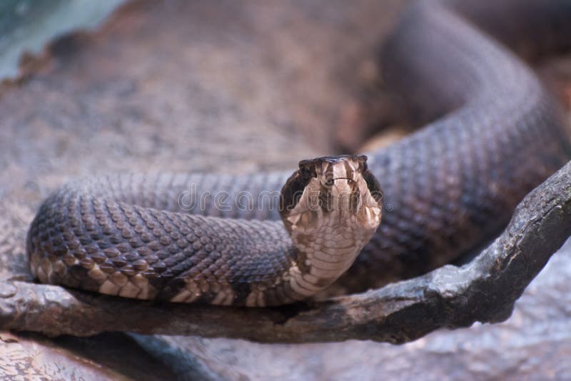 Snake stock image. Image of white, yellow, skin, dangerous - 81524251