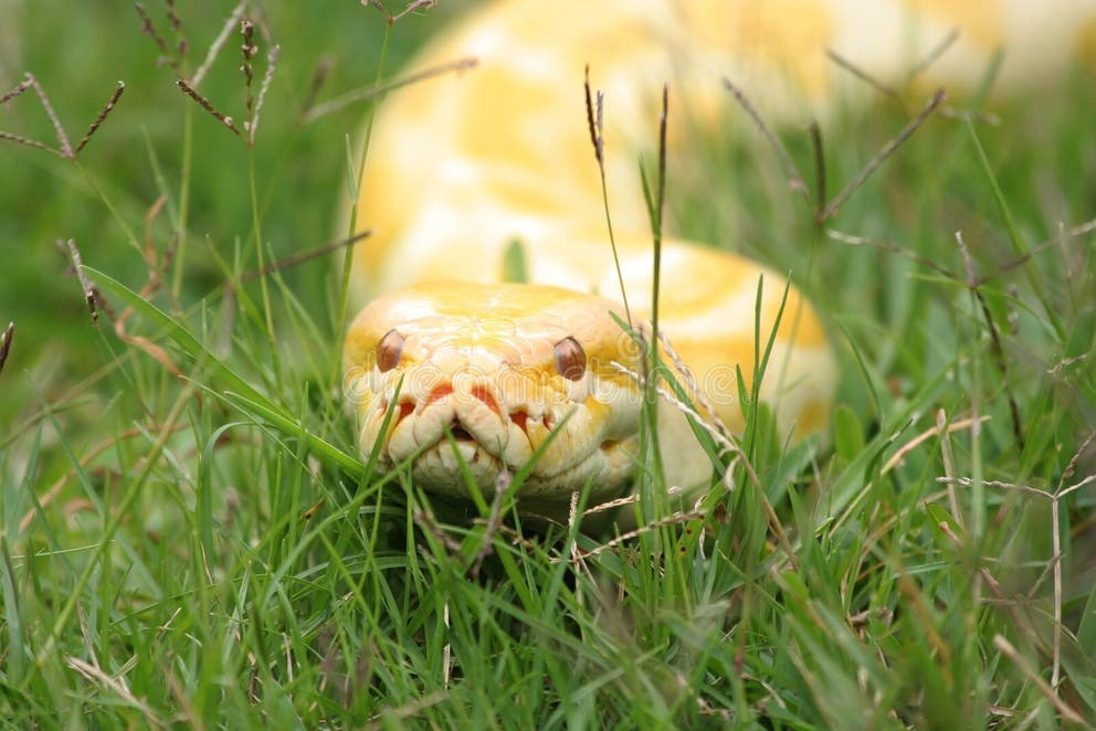 Snake Burmese Python stock image. Image of pattern, camouflage - 9341975