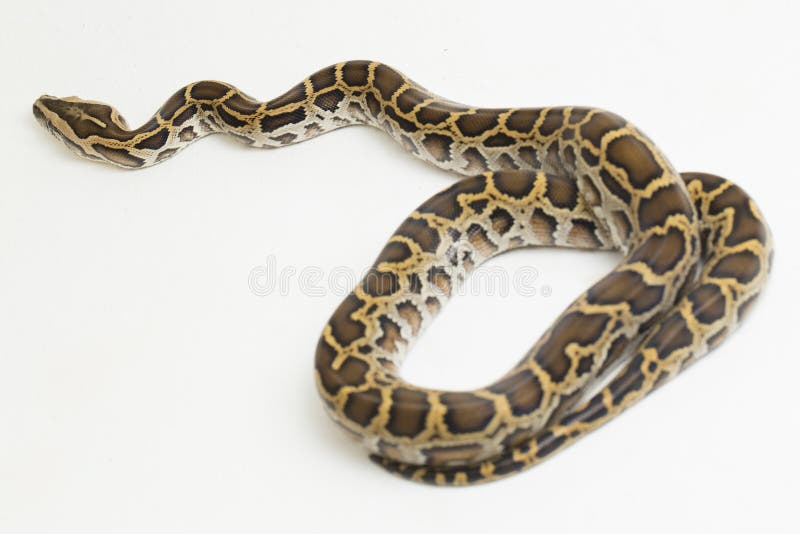 590 Burmese Python White Background Stock Photos - Free & Royalty-Free ...