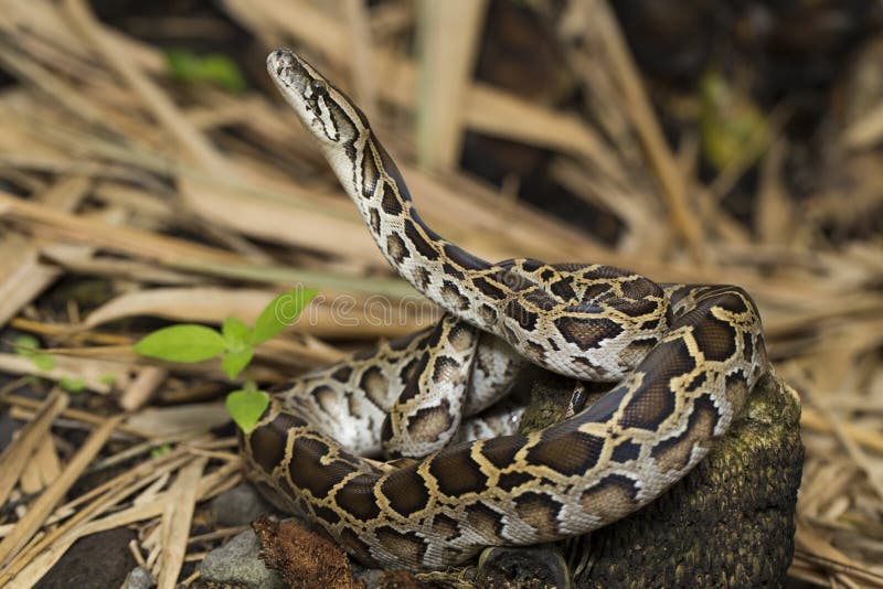 Snake Burmese Python Molurus Bivittatus Stock Photo - Image of pattern ...