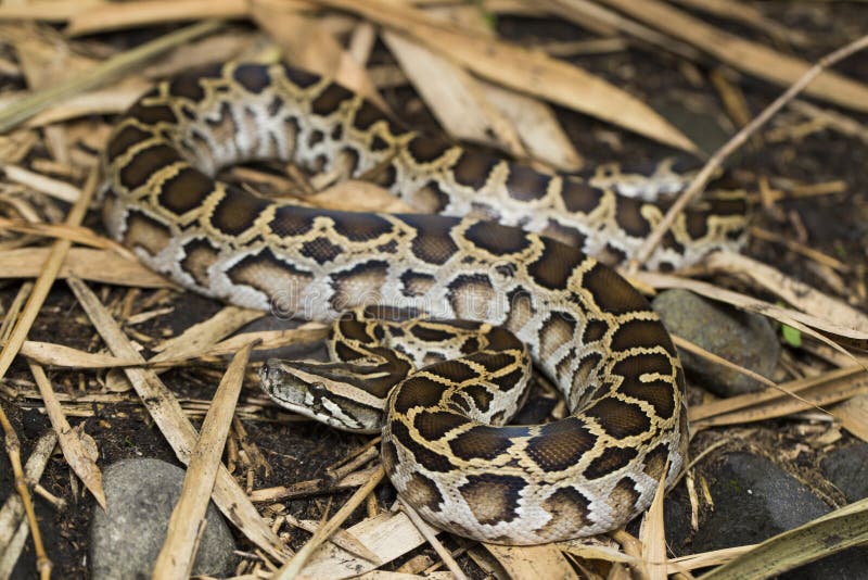Snake Burmese Python Molurus Bivittatus Stock Photo - Image of pattern ...