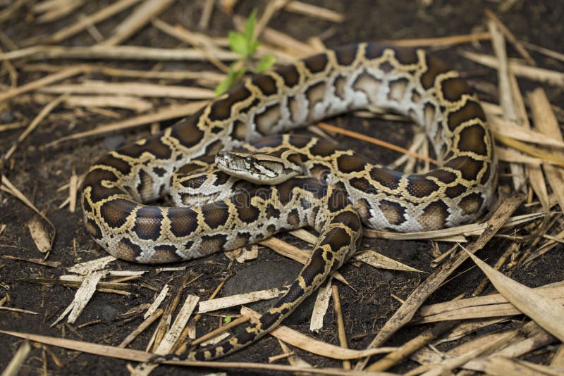 Snake Burmese Python Molurus Bivittatus Stock Photo - Image of pattern ...