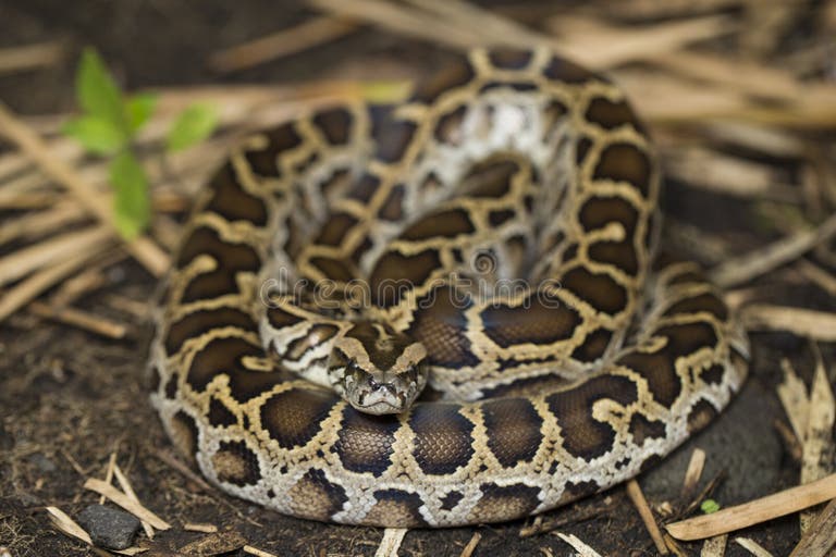 Snake Burmese Python Molurus Bivittatus Stock Photo - Image of exotic ...