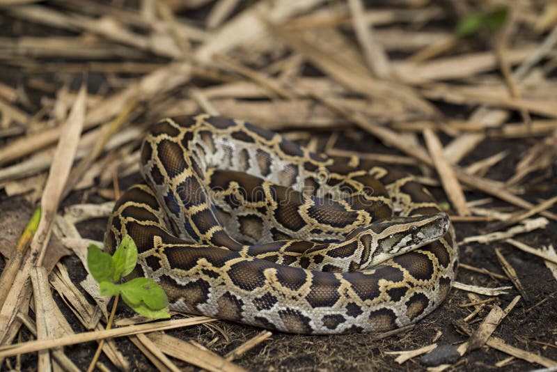 Snake Burmese Python Molurus Bivittatus Stock Image - Image of ...
