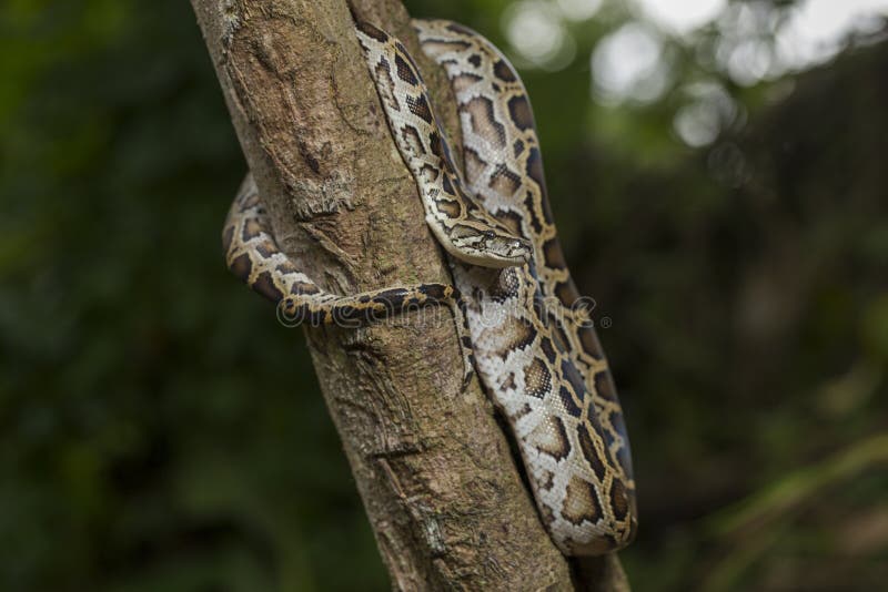 Snake Burmese Python stock image. Image of pattern, camouflage - 9341975