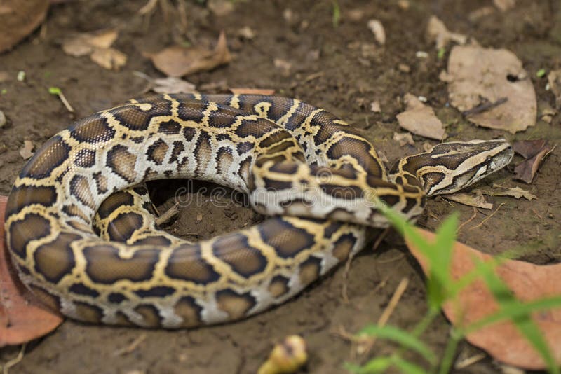 Burmese Python, Python Molurus Bivittatus, Stock Image - Image of ...