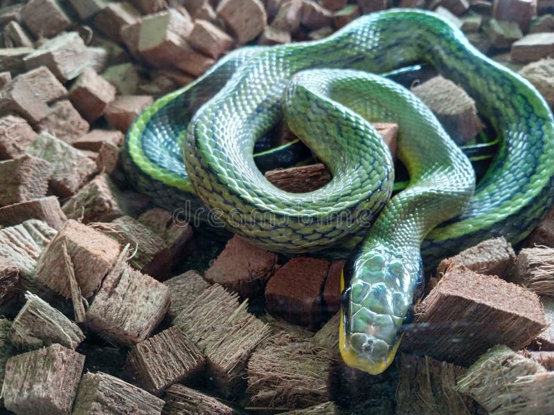 Snake in the cage stock image. Image of reptil, danger - 278854911