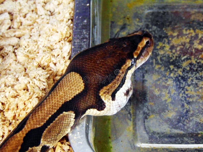 Snake in Cage at Public Park in Bangkok, Thailand Stock Image - Image ...