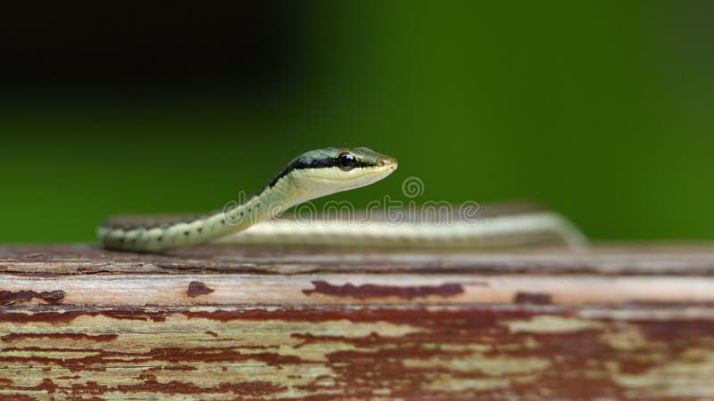 Snake on the railing stock image. Image of amphibian - 272676167