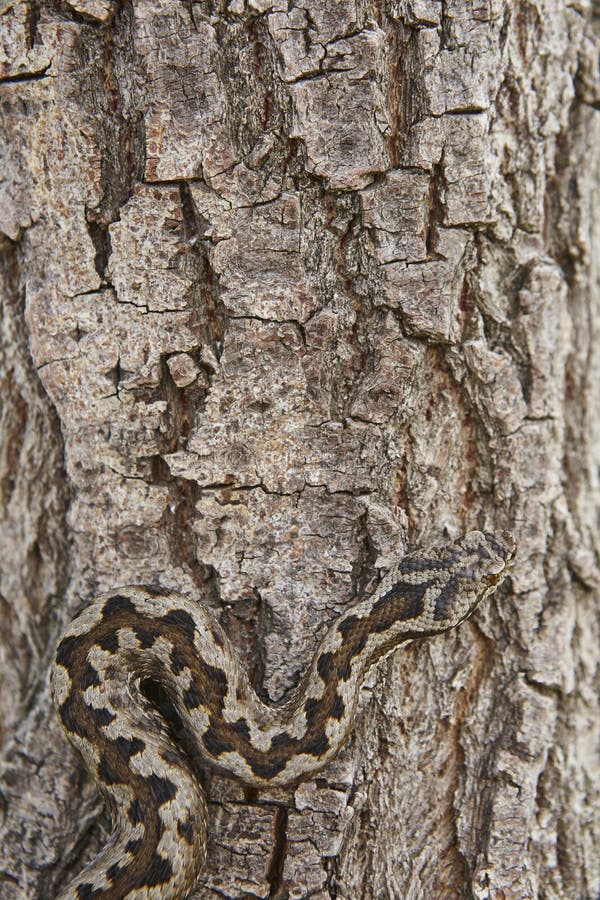 Camouflage Rattlesnake