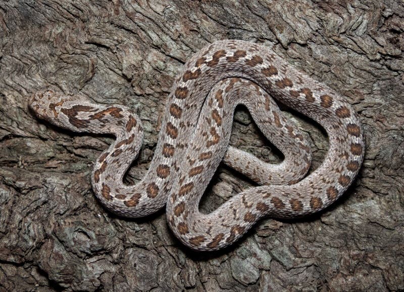 Snake Camouflaging Against Bark Texture. Stock Image - Image of bark ...