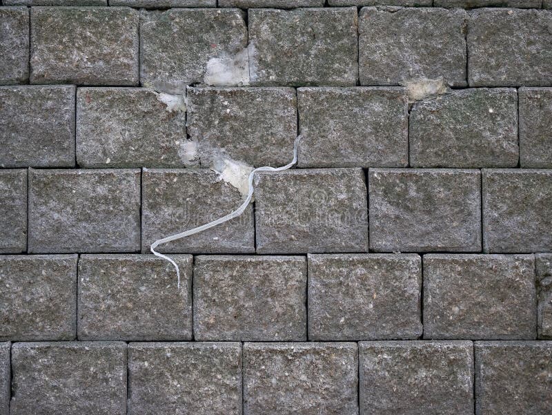 Snake carcass stock image. Image of dead, maturity, background - 190190553