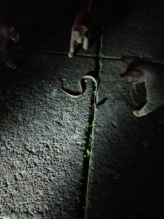 Snake and Cats stock image. Image of snake, cats, pets - 276111209