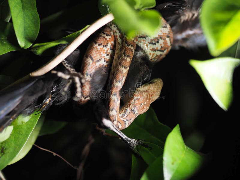 Snake Caught stock photo. Image of poisonous, horror - 28481392 Snake Caught stock photo. Image of poisonous, horror - 28481392