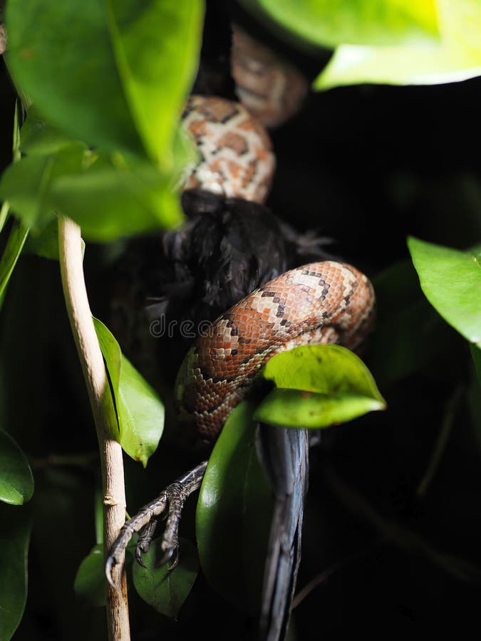 Snake Caught stock photo. Image of poisonous, horror - 28481392 Snake Caught stock photo. Image of poisonous, horror - 28481392