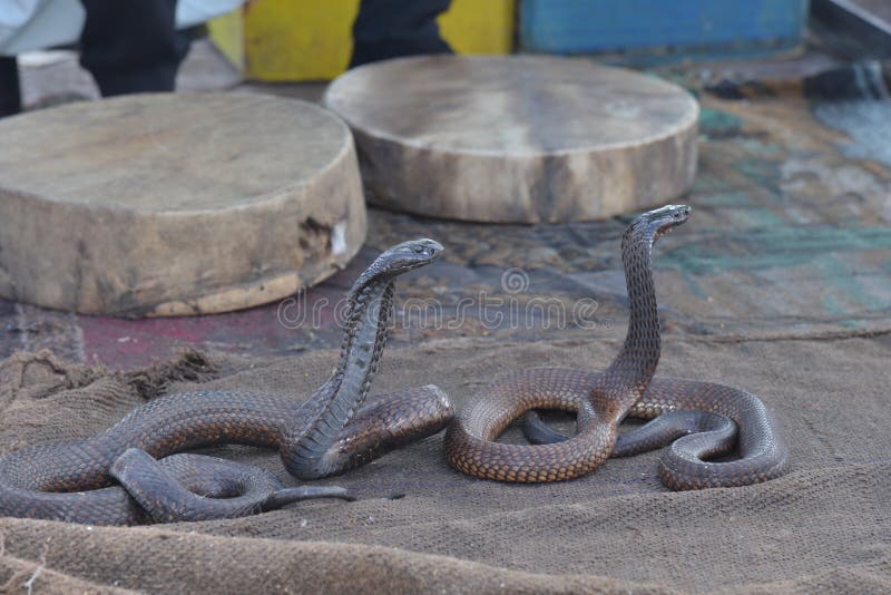Snake Charmer with Cobra-Morocco Stock Photo - Image of drum, charmer ...