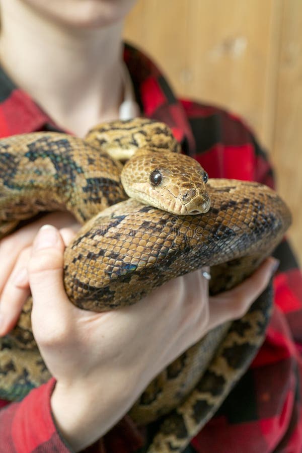 The Snake Chilabothrus Angulifer, - the Cuban Boa Stock Photo - Image ...