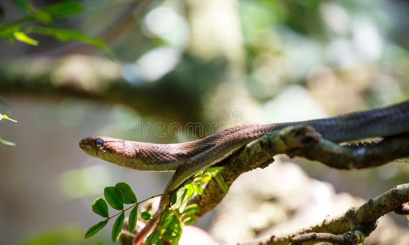 Snake stock image. Image of outside, brown, harmless - 39294723
