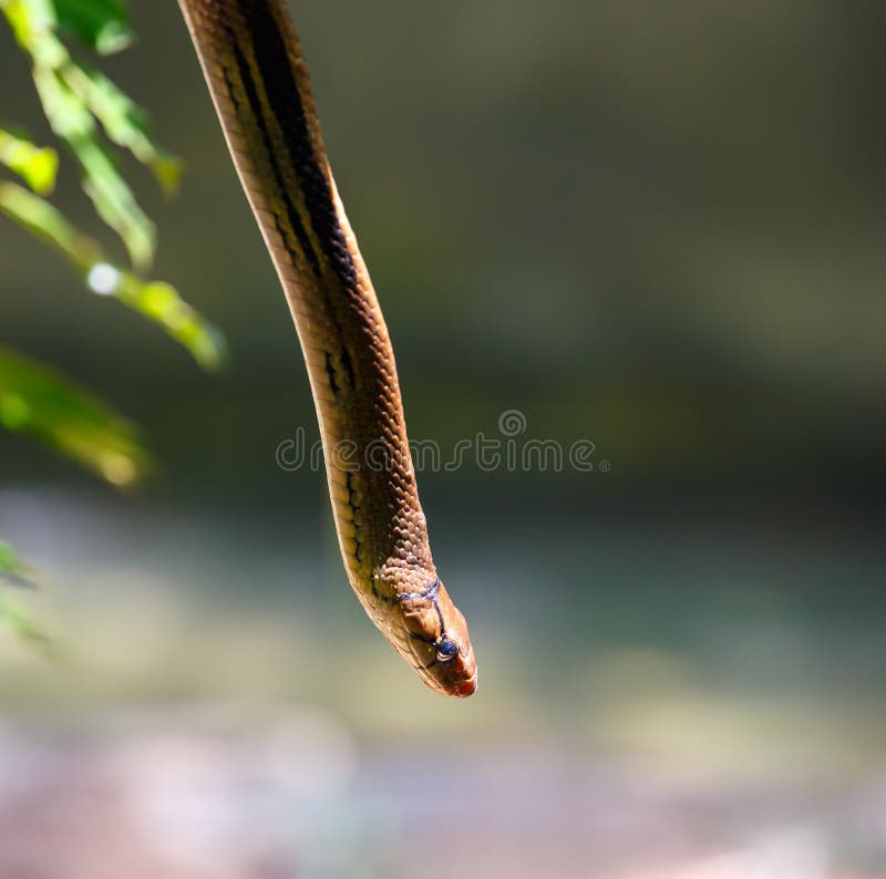 Snake stock image. Image of head, pest, brown, harmless - 39294907