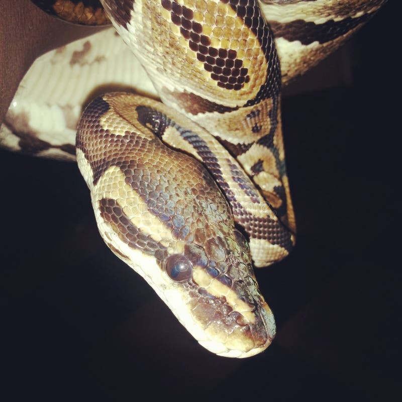 Snake close up stock image. Image of balled, close, python - 48463035