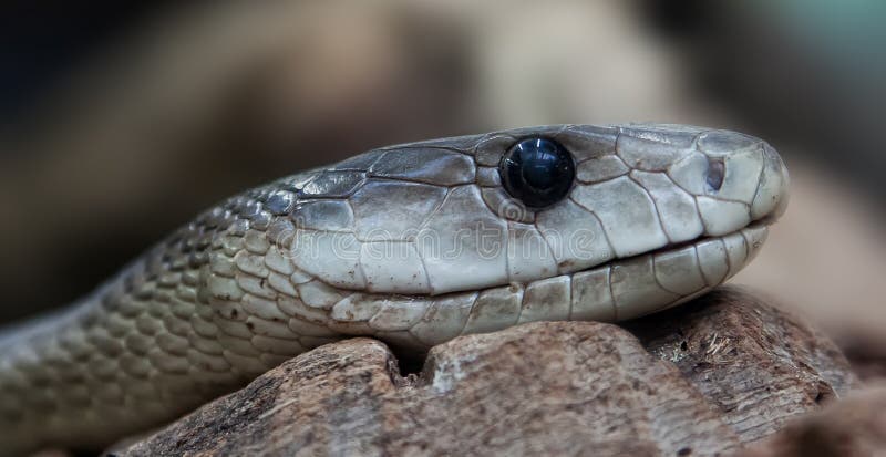 Snake close up stock image. Image of close, wooden, reptile - 83016761