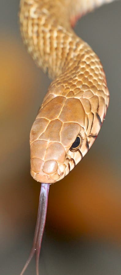 Aurora house snake stock photo. Image of africa, wild - 27331776