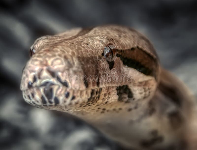 Snake Closeup Looking at the Camera Stock Image - Image of venom ...