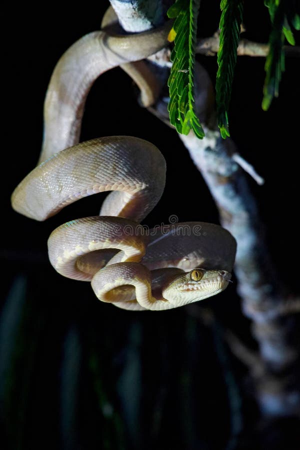 Snake Coiled Around a Branch at Night Stock Photo - Image of predator ...