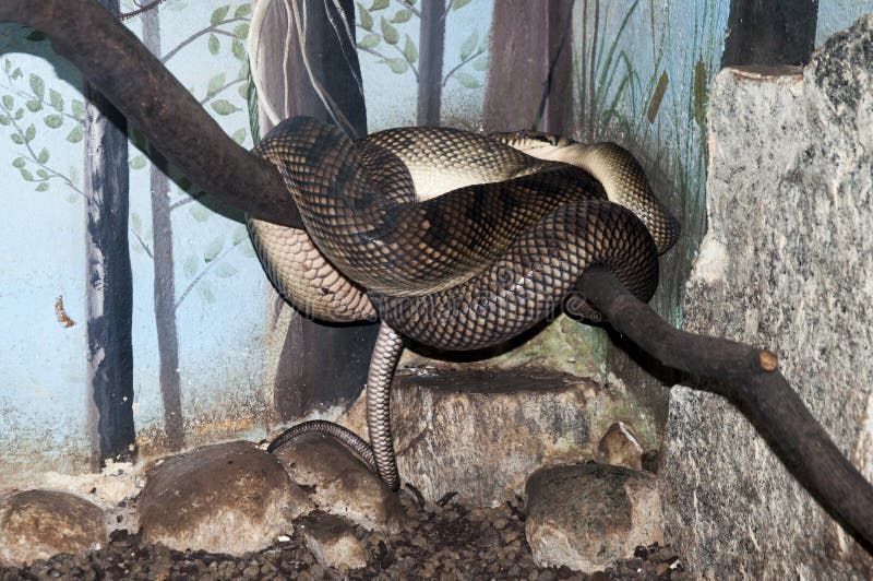 Snake coiled on a branch stock image. Image of wildlife - 84842807