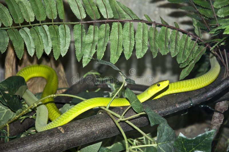 Snake coiled on a branch 2 stock photo. Image of python - 84902162