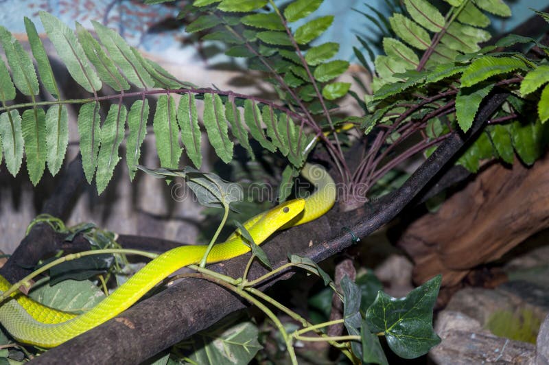 Snake coiled on a branch stock photo. Image of bright - 85184314