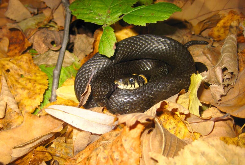 The Snake Coiled One in a Ball Stock Image - Image of ready, snake ...