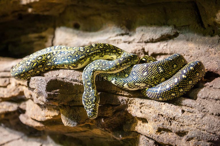 119 Fluorescent Snake Stock Photos - Free & Royalty-Free Stock Photos ...