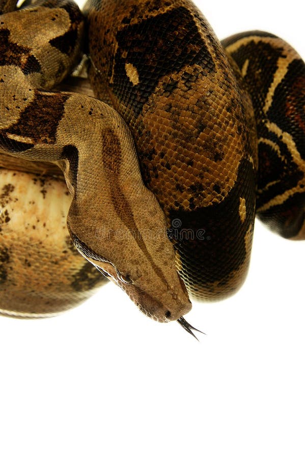 A Snake Coiling and Hissing Stock Image - Image of scales, tree: 183689291