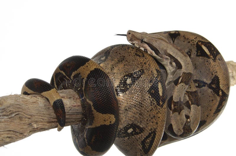 A Snake Coiling Up a Branch Stock Image - Image of reptile, coiling ...