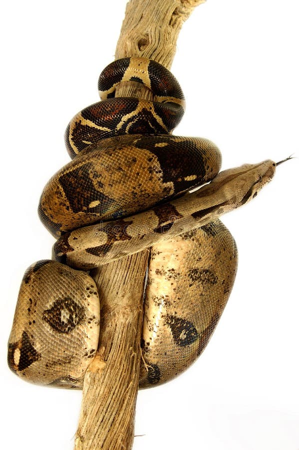 Snake Coiling Up Branch Stock Photos - Free & Royalty-Free Stock Photos ...
