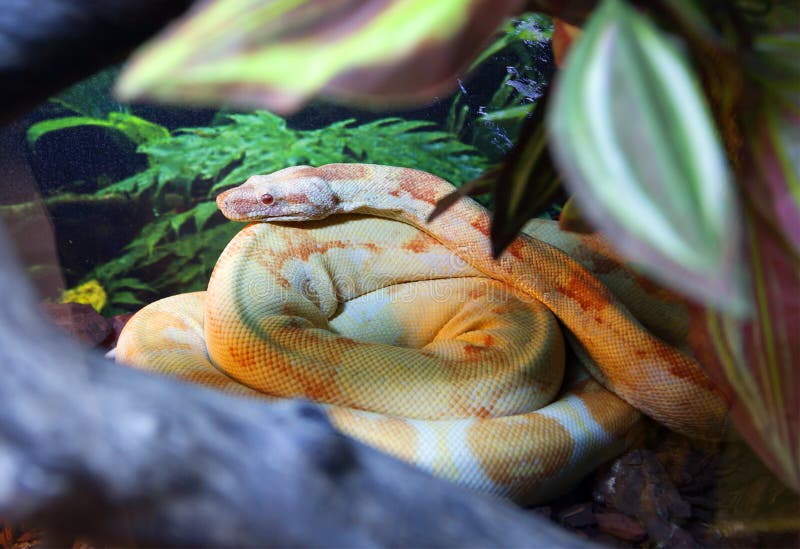 Snake common boa stock photo. Image of snake, crawls - 62098818