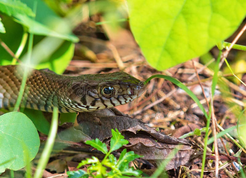 208 Common Rat Snake Stock Photos - Free & Royalty-Free Stock Photos ...