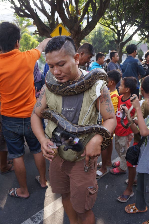 Snake editorial photo. Image of reptile, communities - 41573466