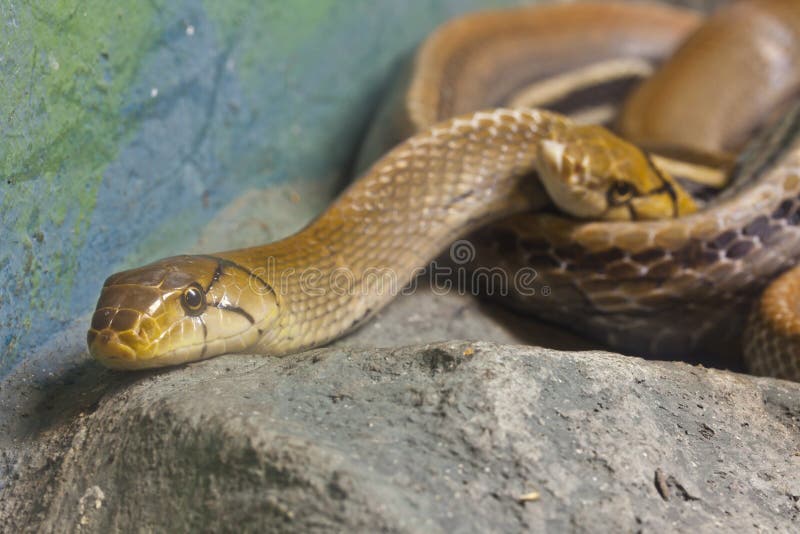 Snake,Copperhead Racer stock image. Image of devil, crawl - 20353089