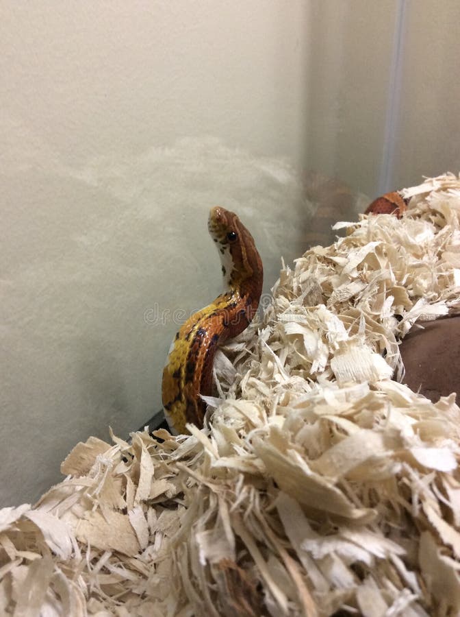 Snake stock photo. Image of corn, serpent, lizard, snake - 49399578