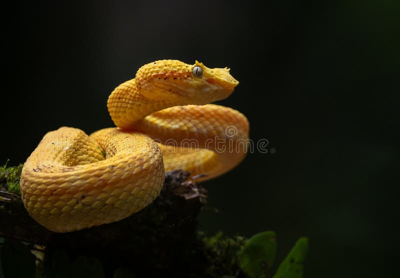 A Snake in Costa Rica stock photo. Image of tropical - 342196132