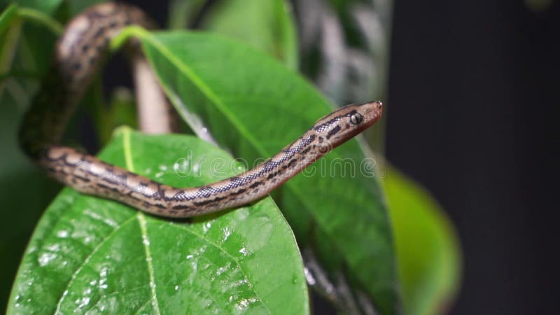 Two Snakes Crawl Along Lying Dry Tree, Stick Out Tongue Stock Footage ...