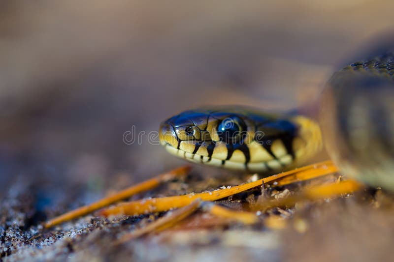 Snake crawl on a ground stock photo. Image of environment - 351758004