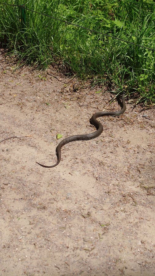142 Snake Crawling Road Stock Photos - Free & Royalty-Free Stock Photos ...