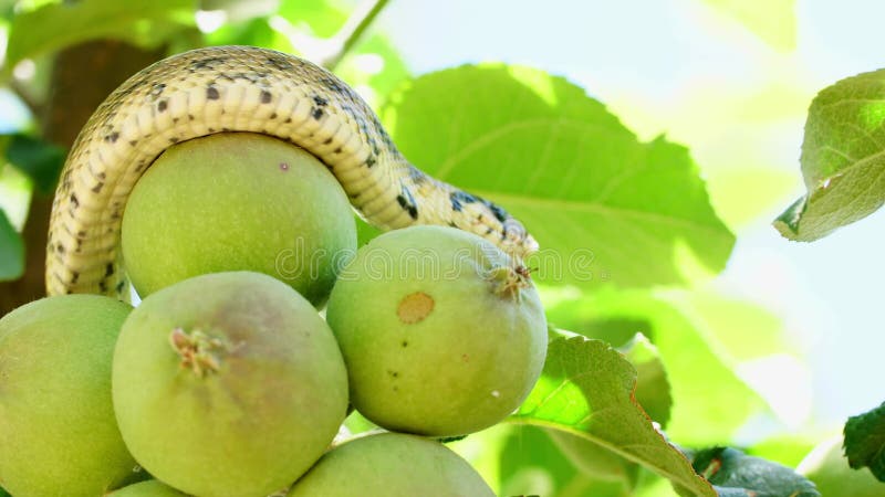 A Snake Crawling Around Green Apples Stock Footage - Video of skin ...
