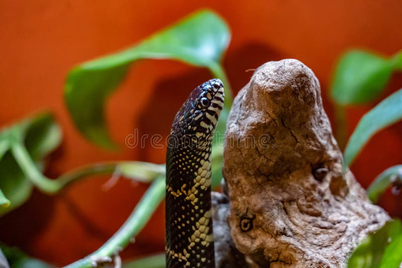 131 Zoo Snake House Stock Photos - Free & Royalty-Free Stock Photos ...
