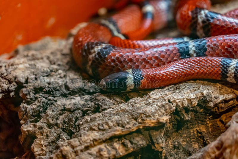 Snake in a zoo stock photo. Image of closeup, brown - 161220106