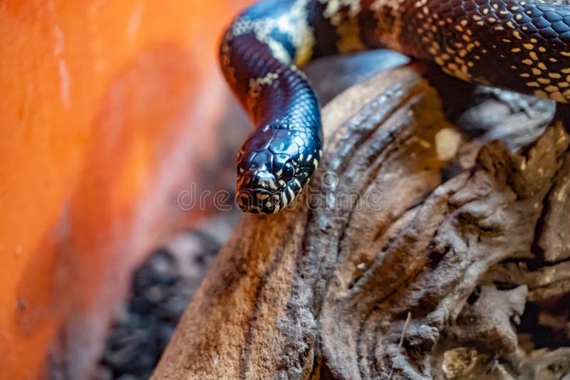 277 Cute Green Snake Face Photo Stock Photos - Free & Royalty-Free ...