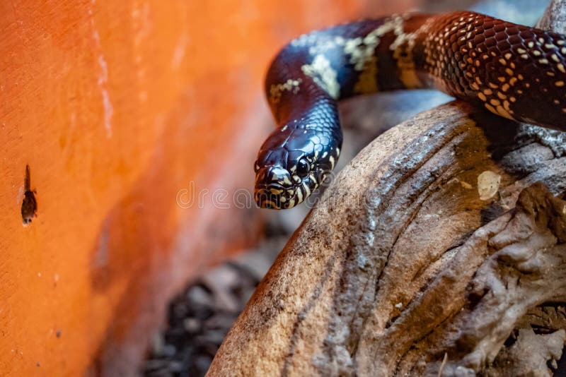 Snake in a zoo stock photo. Image of asia, fauna, background - 161220228